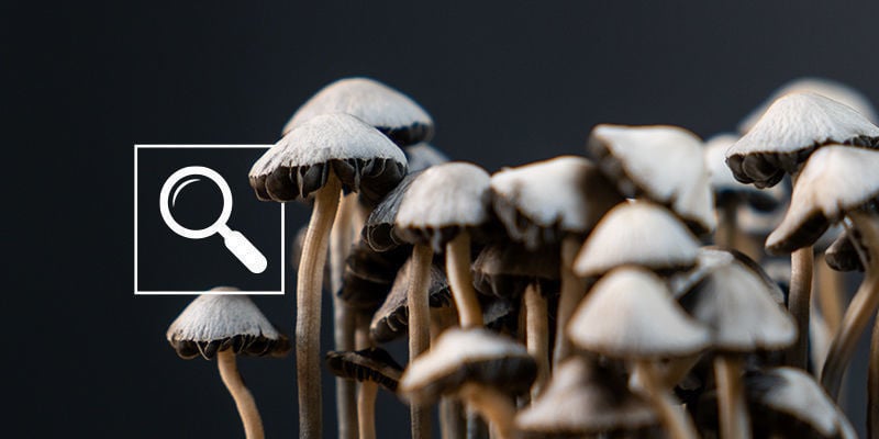 ¿Qué Es La Panaeolus Cyanescens? - Zamnesia